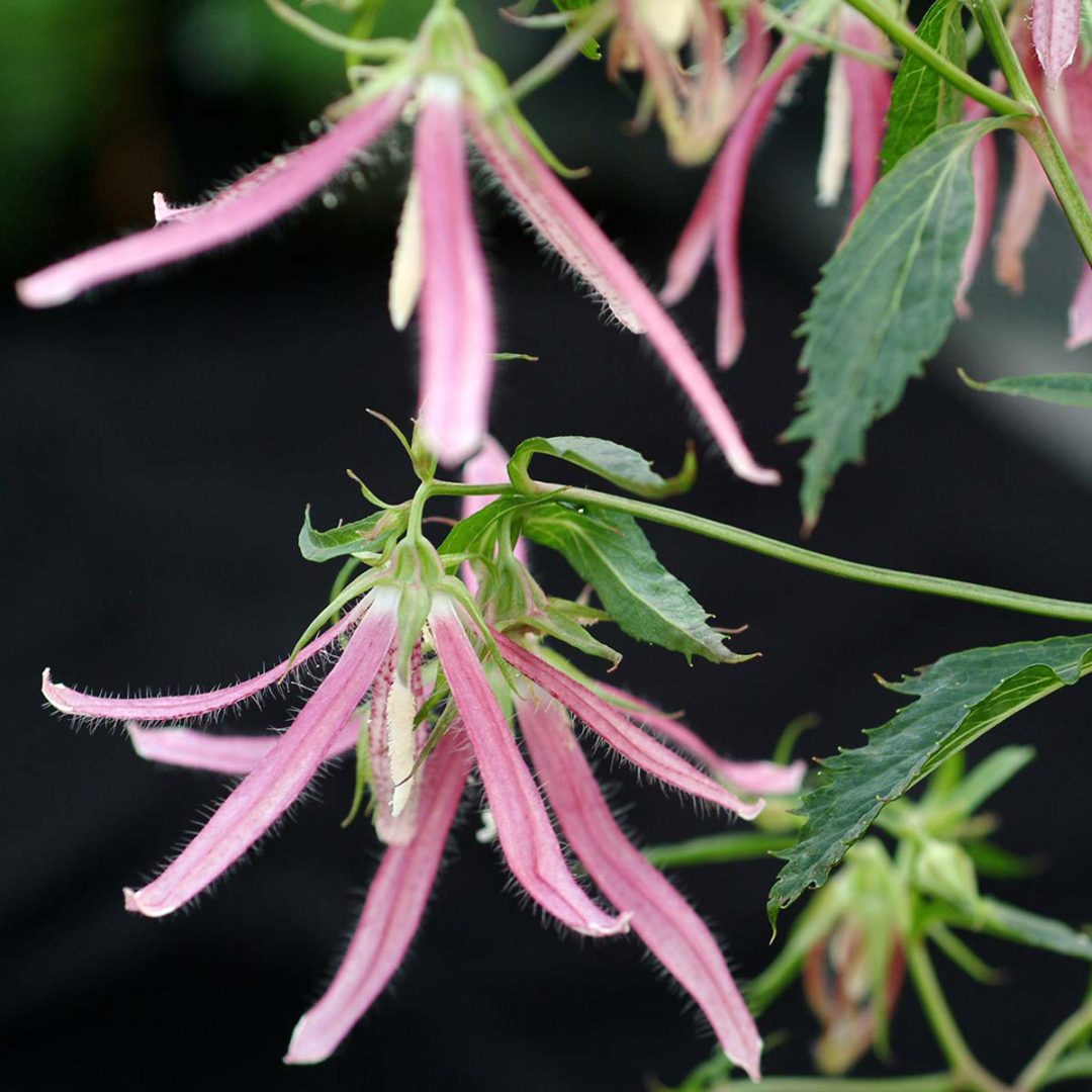 Campanula ‘Pink Octopus’ | TERRA NOVA® Nurseries, Inc.