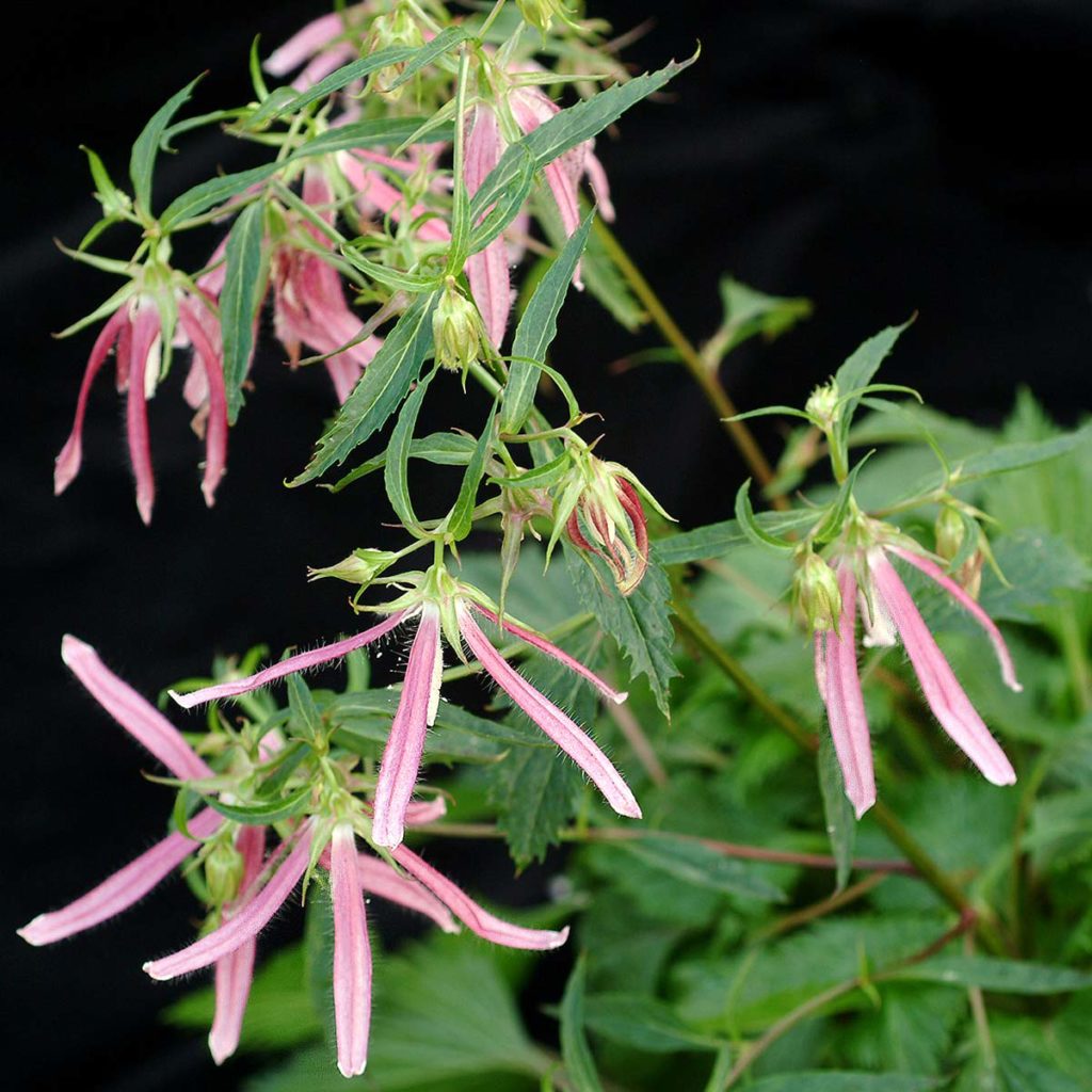 Campanula ‘Pink Octopus’ | TERRA NOVA® Nurseries, Inc.