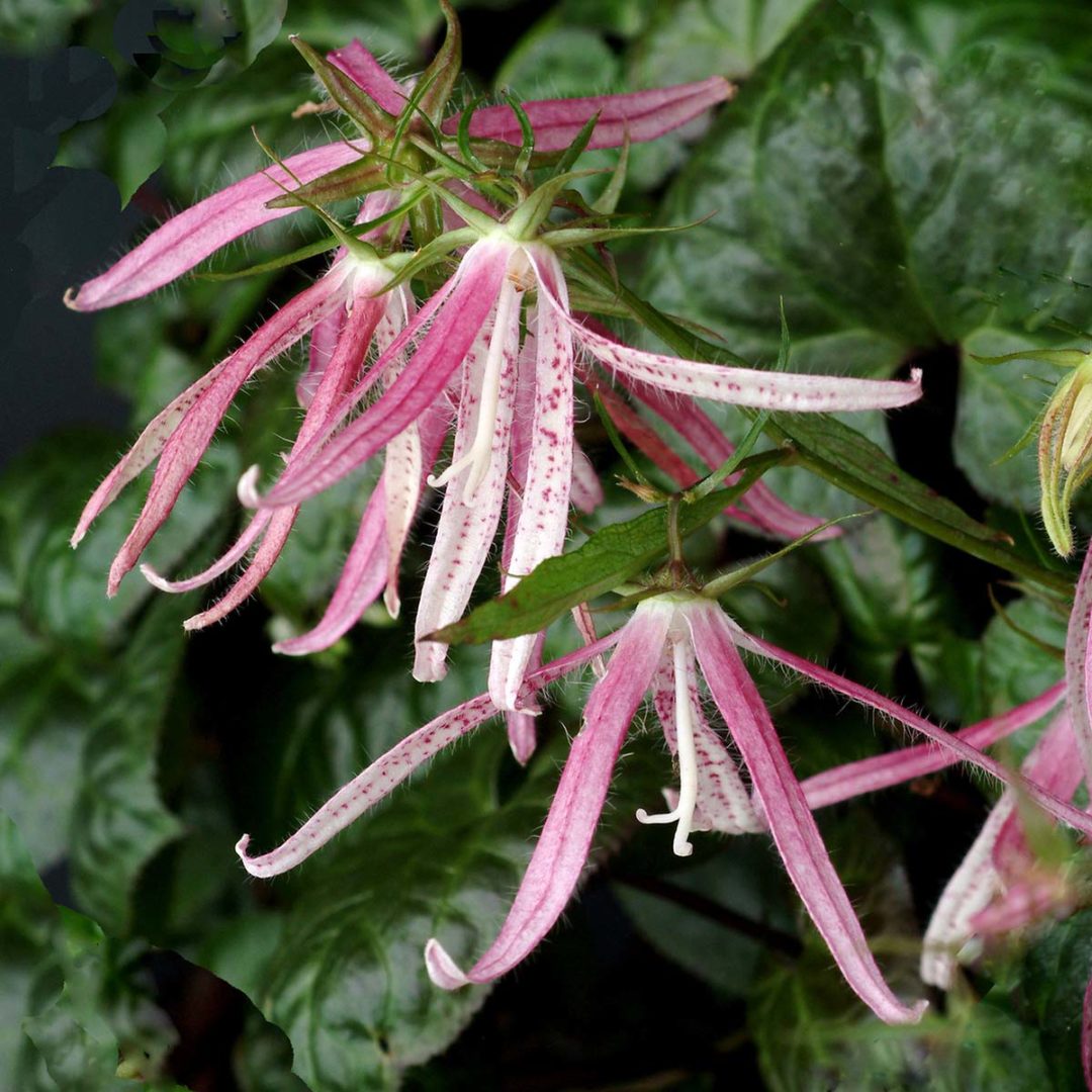 Campanula ‘Pink Octopus’ | TERRA NOVA® Nurseries, Inc.