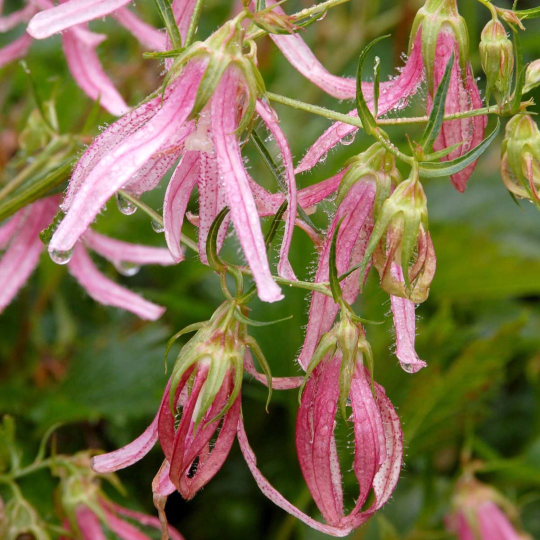 Campanula ‘Pink Octopus’ | TERRA NOVA® Nurseries, Inc.