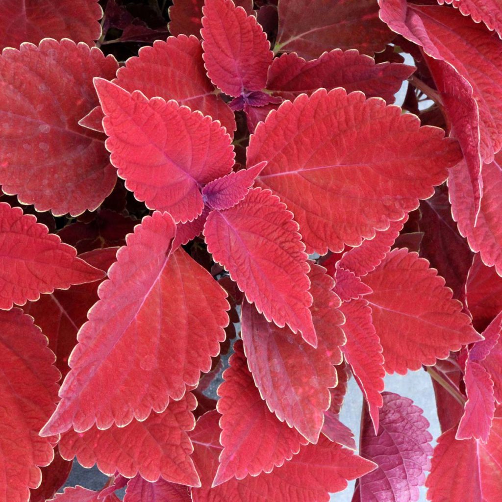 Coleus COLOR CLOUDS™ ‘Valentine’ | TERRA NOVA® Nurseries, Inc.
