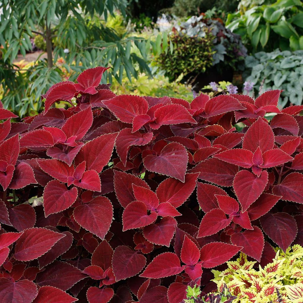 Coleus COLOR CLOUDS™ ‘Valentine’ | TERRA NOVA® Nurseries, Inc.