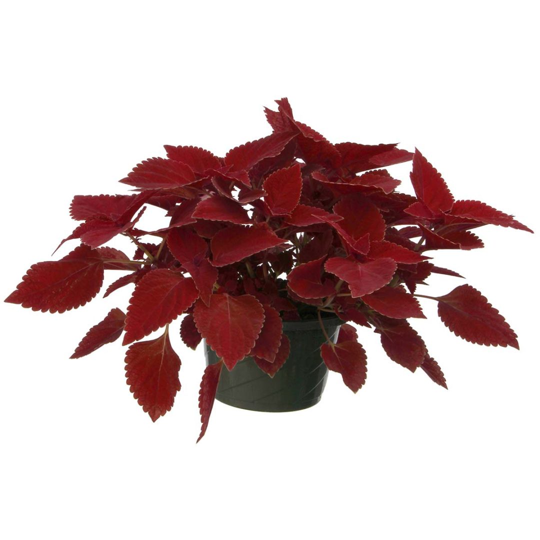 Coleus COLOR CLOUDS™ ‘Valentine’ | TERRA NOVA® Nurseries, Inc.