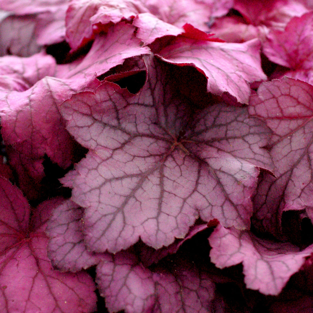 Heuchera ‘Georgia Plum’ | TERRA NOVA® Nurseries, Inc.