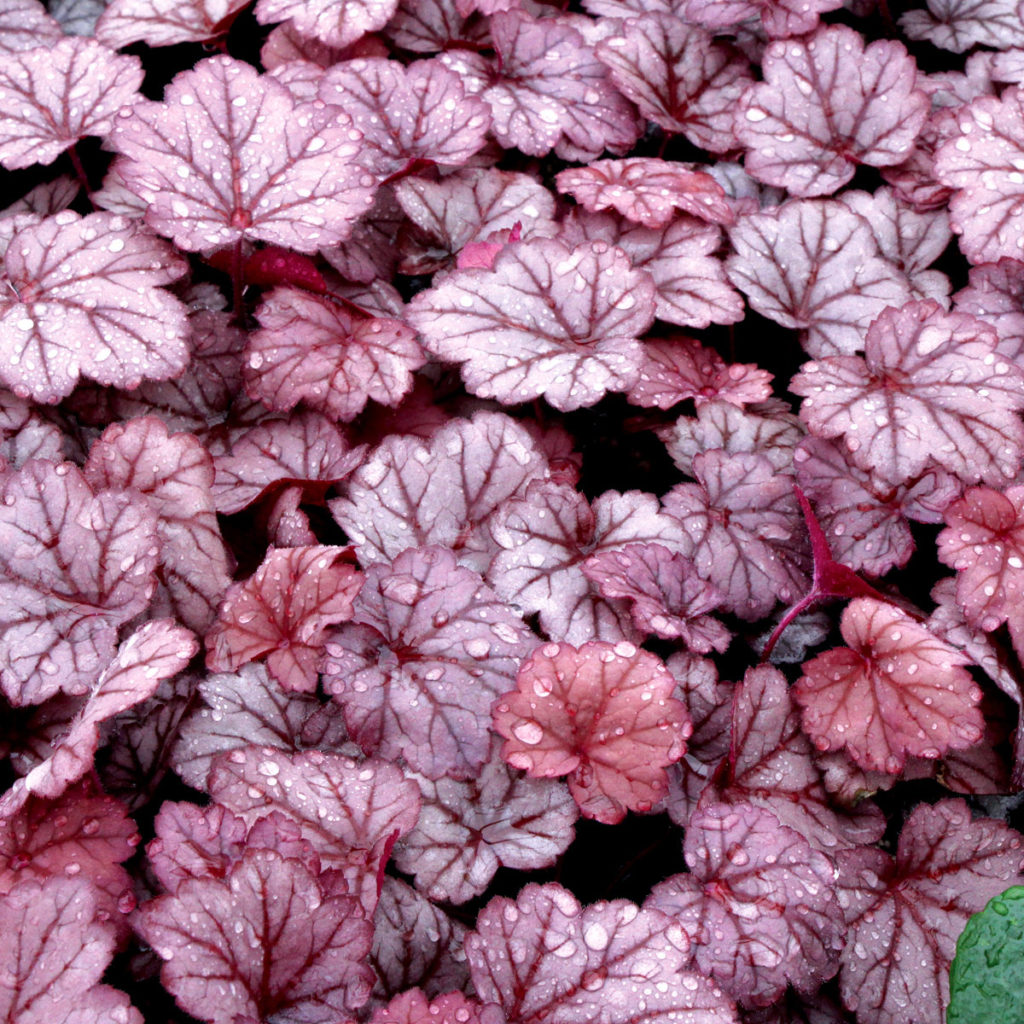 Heuchera ‘Georgia Plum’ | TERRA NOVA® Nurseries, Inc.
