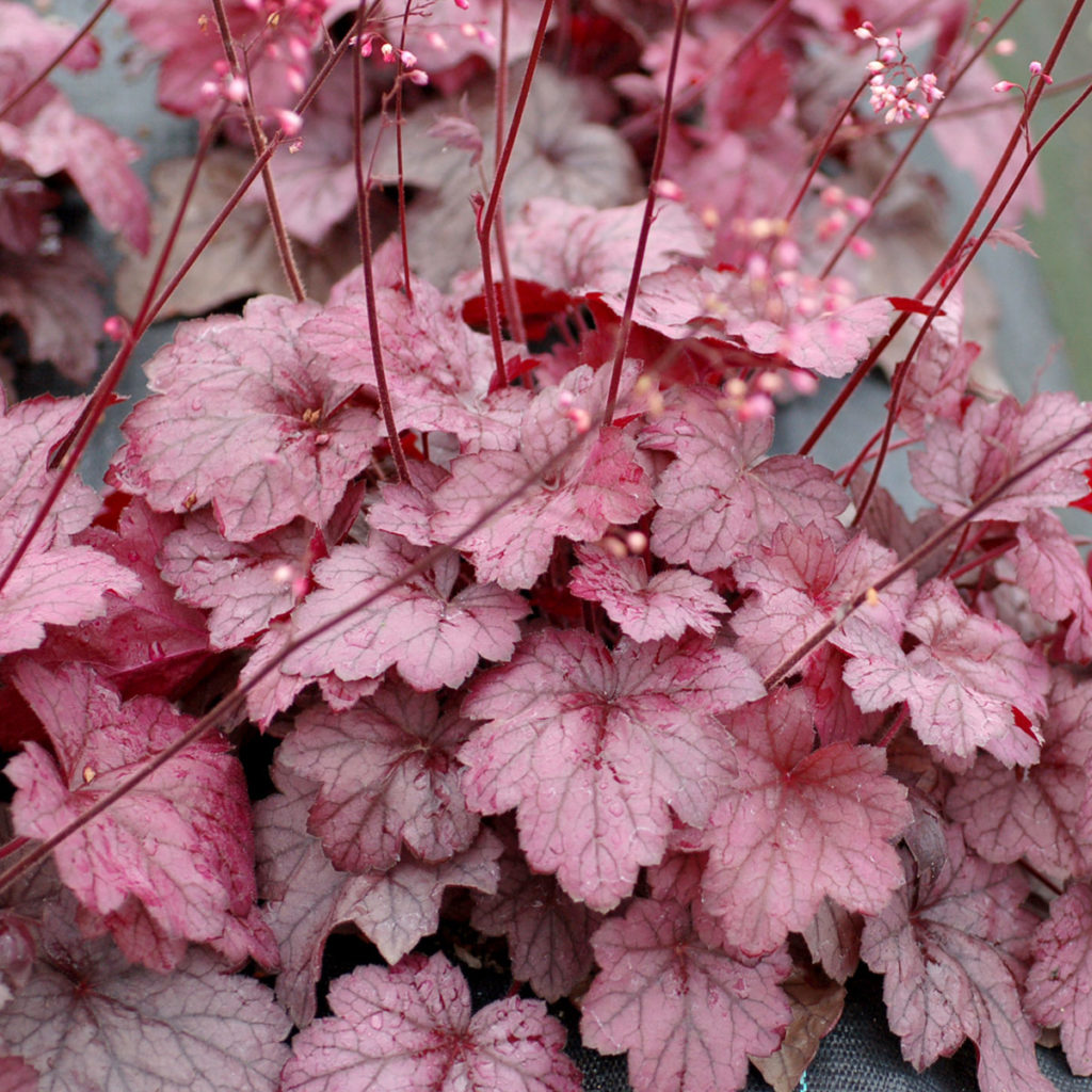 Heuchera ‘Georgia Plum’ | TERRA NOVA® Nurseries, Inc.