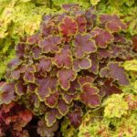 Heucherella ‘Solar Eclipse’ | TERRA NOVA® Nurseries, Inc.