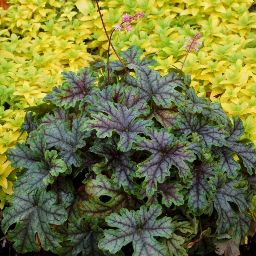 Heucherella ‘Tapestry’ | TERRA NOVA® Nurseries, Inc.