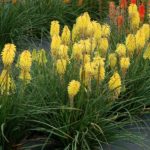 Kniphofia | TERRA NOVA® Nurseries, Inc.