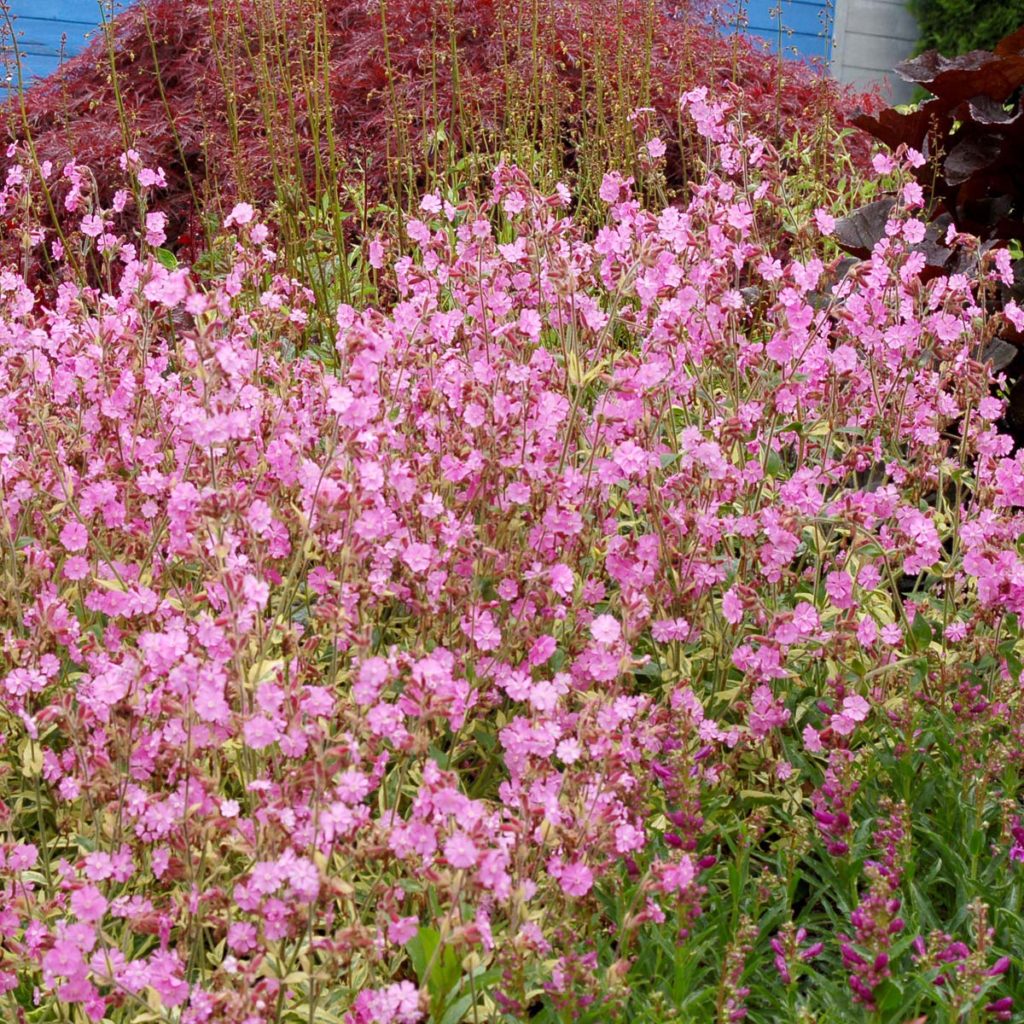 Silene ‘Valley High’ | TERRA NOVA® Nurseries, Inc.