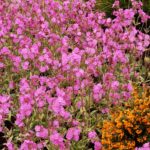Silene ‘Valley High’ | TERRA NOVA® Nurseries, Inc.