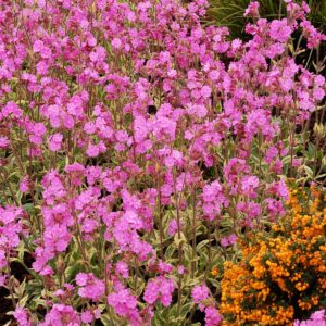Silene ‘Valley High’ | TERRA NOVA® Nurseries, Inc.