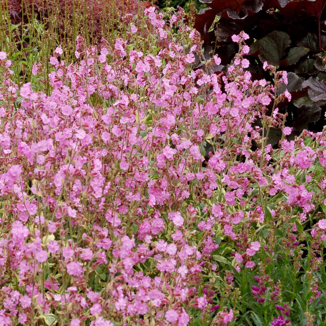 Silene ‘Valley High’ | TERRA NOVA® Nurseries, Inc.
