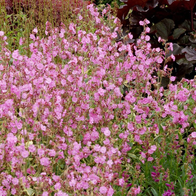 Silene ‘Valley High’ | TERRA NOVA® Nurseries, Inc.