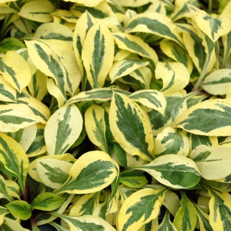 Silene ‘Valley High’ | TERRA NOVA® Nurseries, Inc.