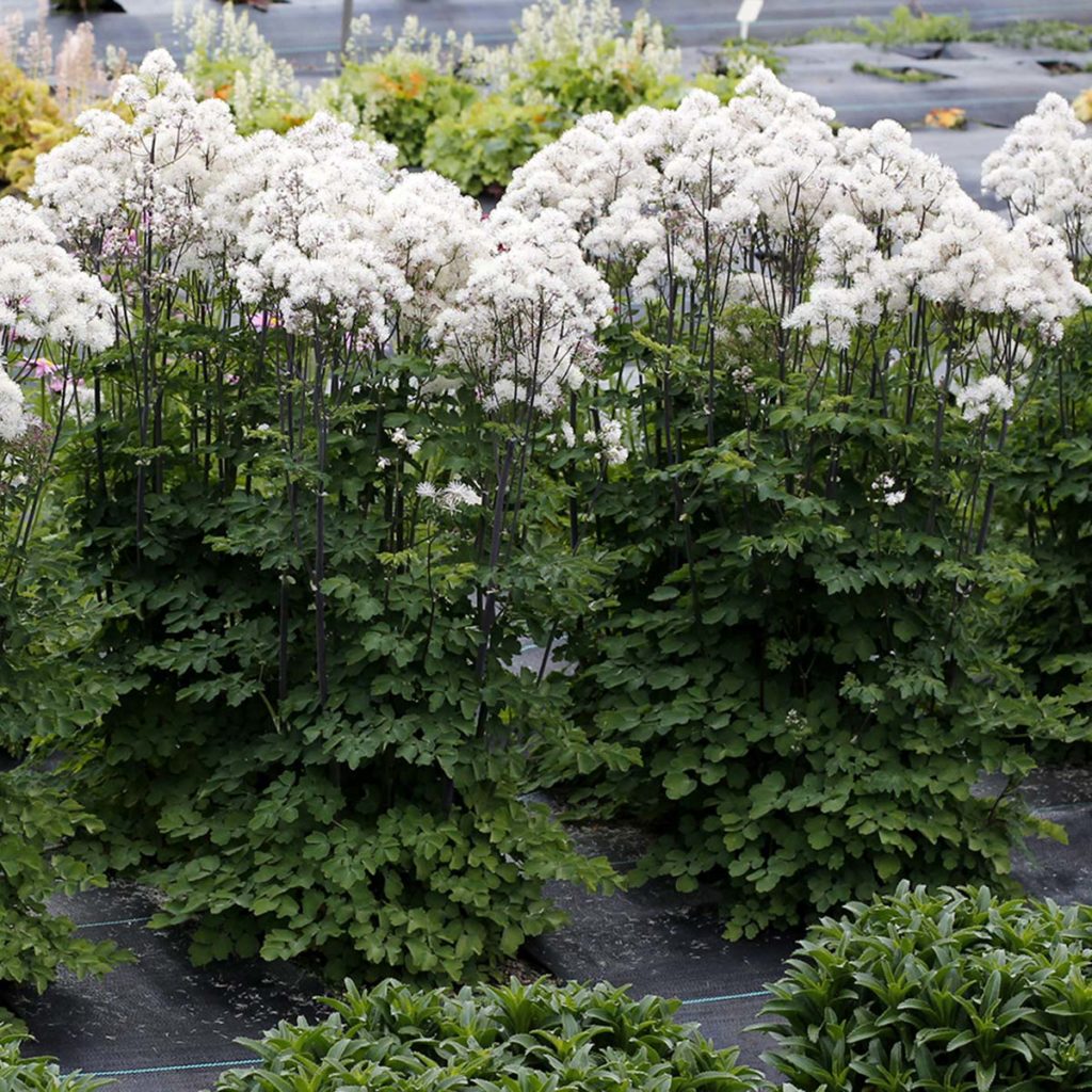 Thalictrum NIMBUS™ ‘White’ | TERRA NOVA® Nurseries, Inc.