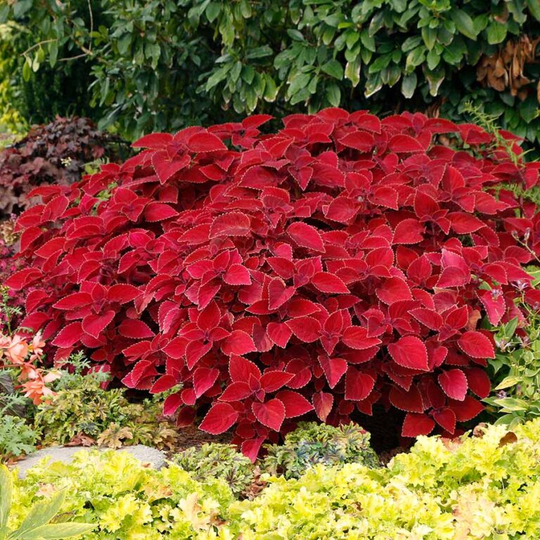 Coleus | TERRA NOVA® Nurseries, Inc.
