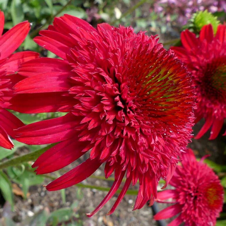 Echinacea SUNNY DAYS™ ‘Ruby’ | TERRA NOVA® Nurseries, Inc.
