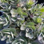 Sedum ‘Conga Line’ | TERRA NOVA® Nurseries, Inc.