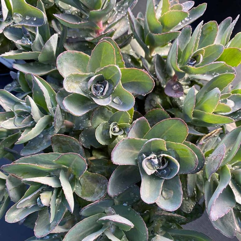 Sedum ‘Conga Line’ | TERRA NOVA® Nurseries, Inc.