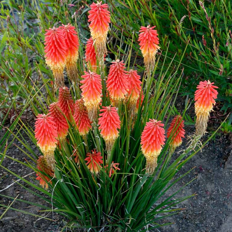 Kniphofia | TERRA NOVA® Nurseries, Inc.