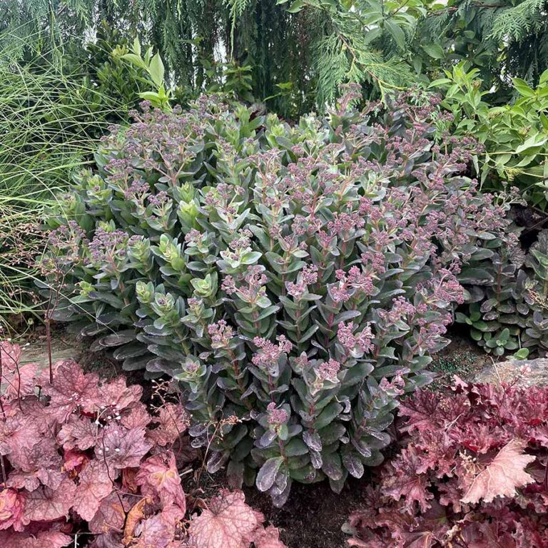 Sedum ‘Conga Line’ | TERRA NOVA® Nurseries, Inc.